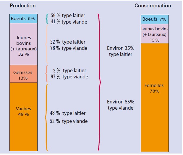Le cheptel bovin et la production de viande bovine | Economie & Métiers | La-viande.fr