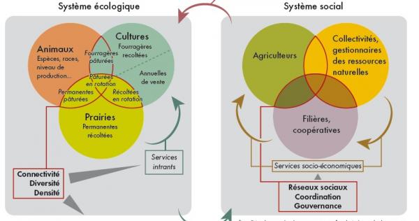 Les systèmes de culture-élevage en agroécologie | Environnement ...