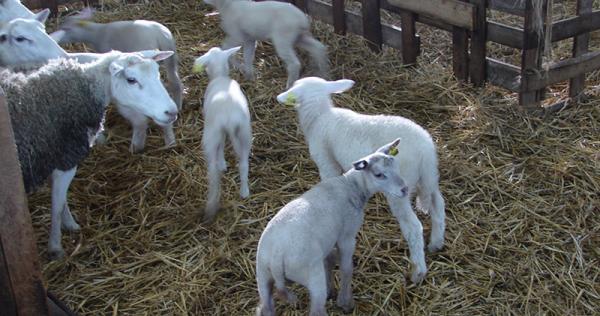 La consommation de viande ovine | Economie & Métiers | La-viande.fr