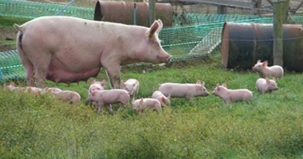 Les races porcines | Animal & Elevage | La-viande.fr