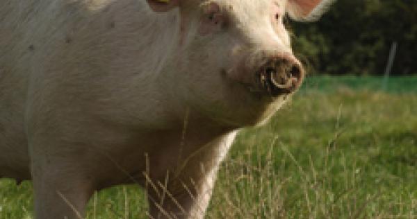La famille des porcins | Animal & Elevage | La-viande.fr