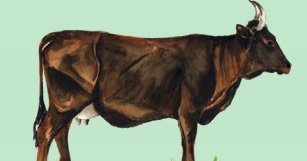 Sarde Modicana | Animal & Elevage | La-viande.fr