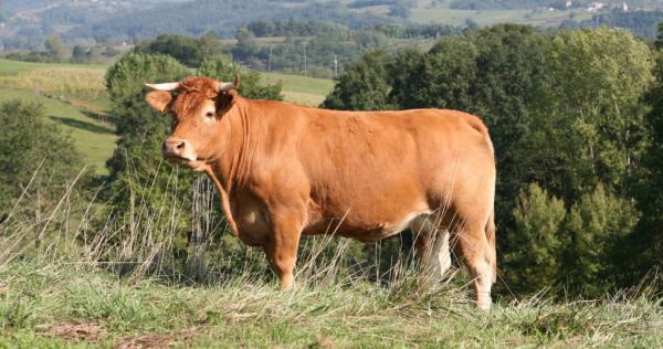 Race bovine Limousine | Animal & Elevage | La-viande.fr