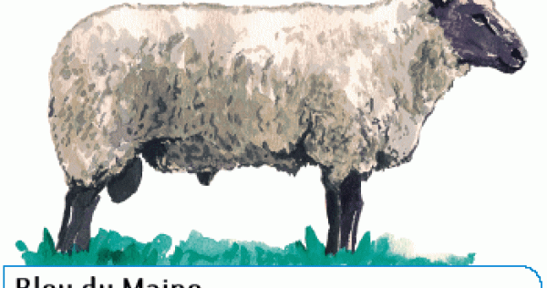 Bleu du Maine | Animal & Elevage | La-viande.fr