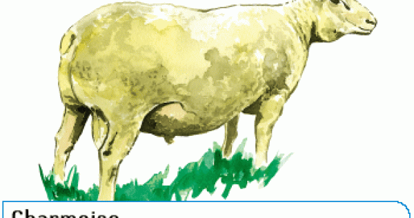 Charmoise | Animal & Elevage | La-viande.fr