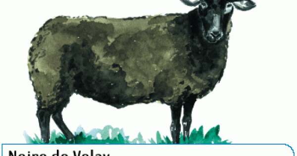 Noire du Velay | Animal & Elevage | La-viande.fr