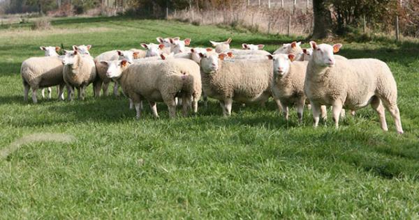 Chiffres clés de la viande ovine | Economie & Métiers | La-viande.fr