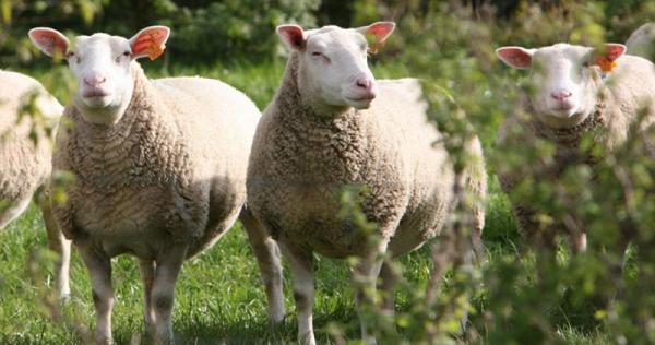 Les races ovines | Animal & Elevage | La-viande.fr