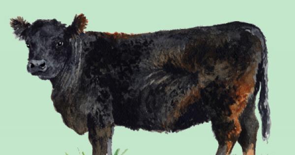 Galloway | Animal & Elevage | La-viande.fr